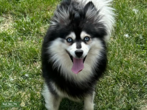 Stud Dogs the United States | Breed Your Dog