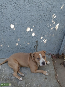 Stud Dogs the United States | Breed Your Dog