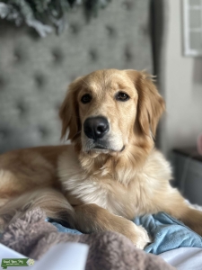 Stud Dogs the United States | Breed Your Dog