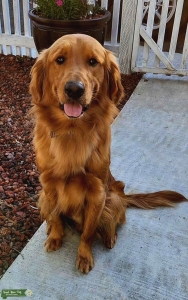 Stud Dogs the United States | Breed Your Dog