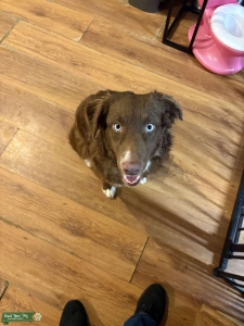 Stud Dogs the United States | Breed Your Dog