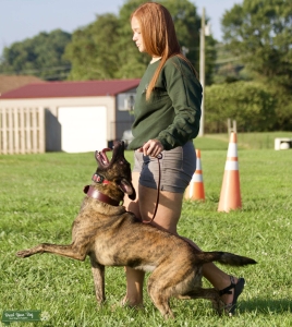 Stud Dogs the United States | Breed Your Dog