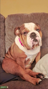 Stud Dogs the United States | Breed Your Dog