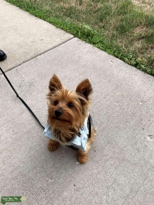 Stud Dogs the United States | Breed Your Dog