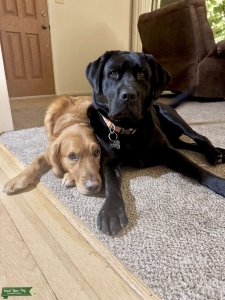 Labrador Retriever Stud Dogs Available Now in the United States | Breed ...