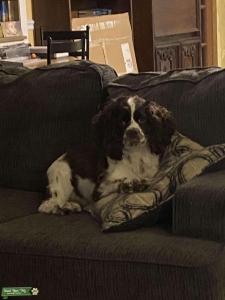 Stud Dogs the United States | Breed Your Dog