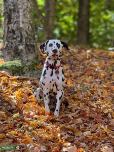 Stud Dogs the United States | Breed Your Dog