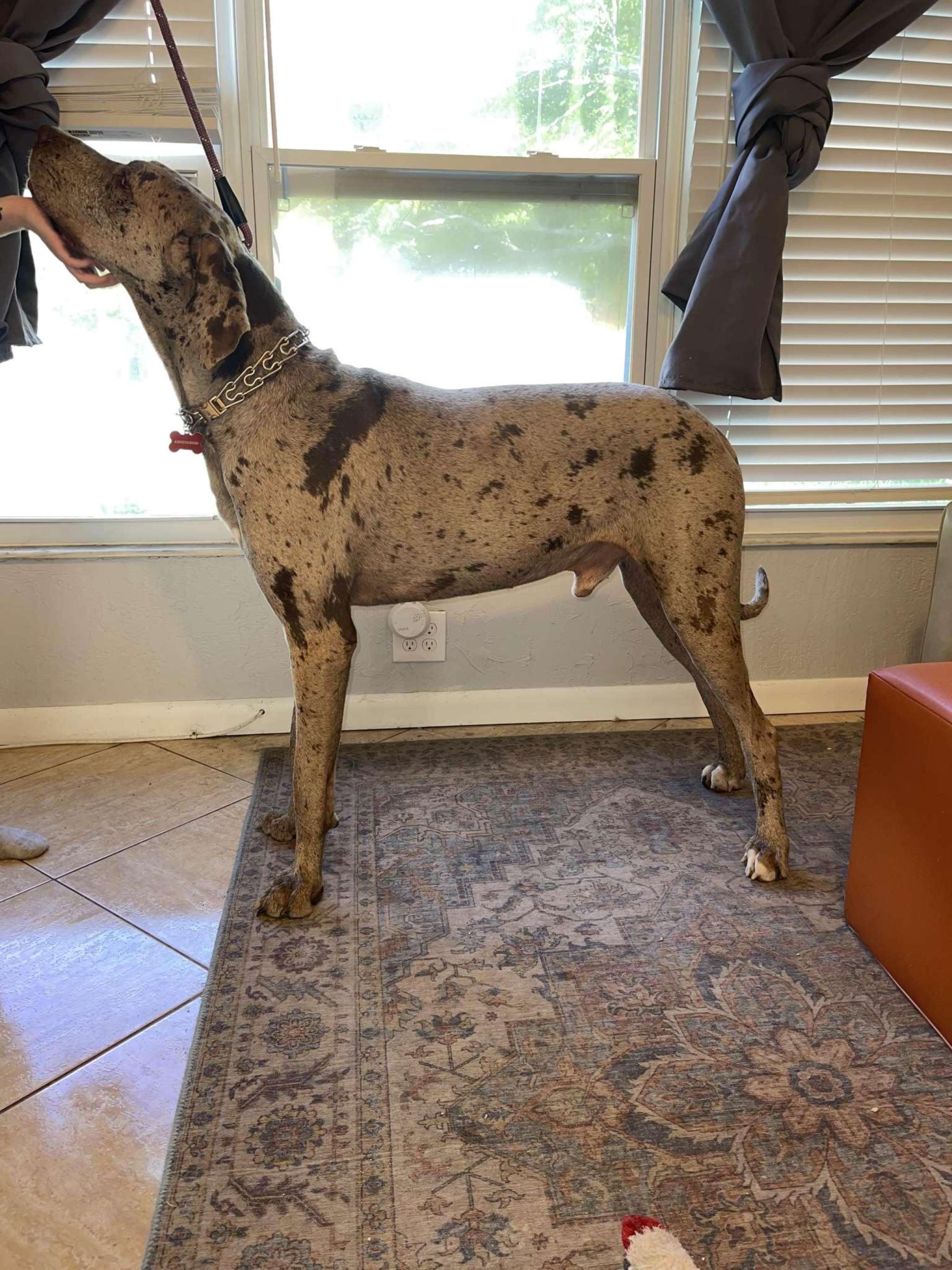Rare Merle Great Dane Stud – AKC Registered, XL Male, Ready to Breed ...