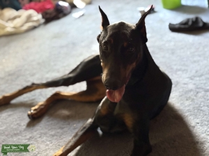 Stud Dogs the United States | Breed Your Dog