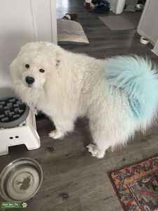 Purebred Samoyed - Stud Dog in IN, Nepal | Breed Your Dog