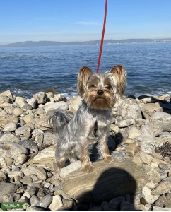 Stud Dogs the United States | Breed Your Dog