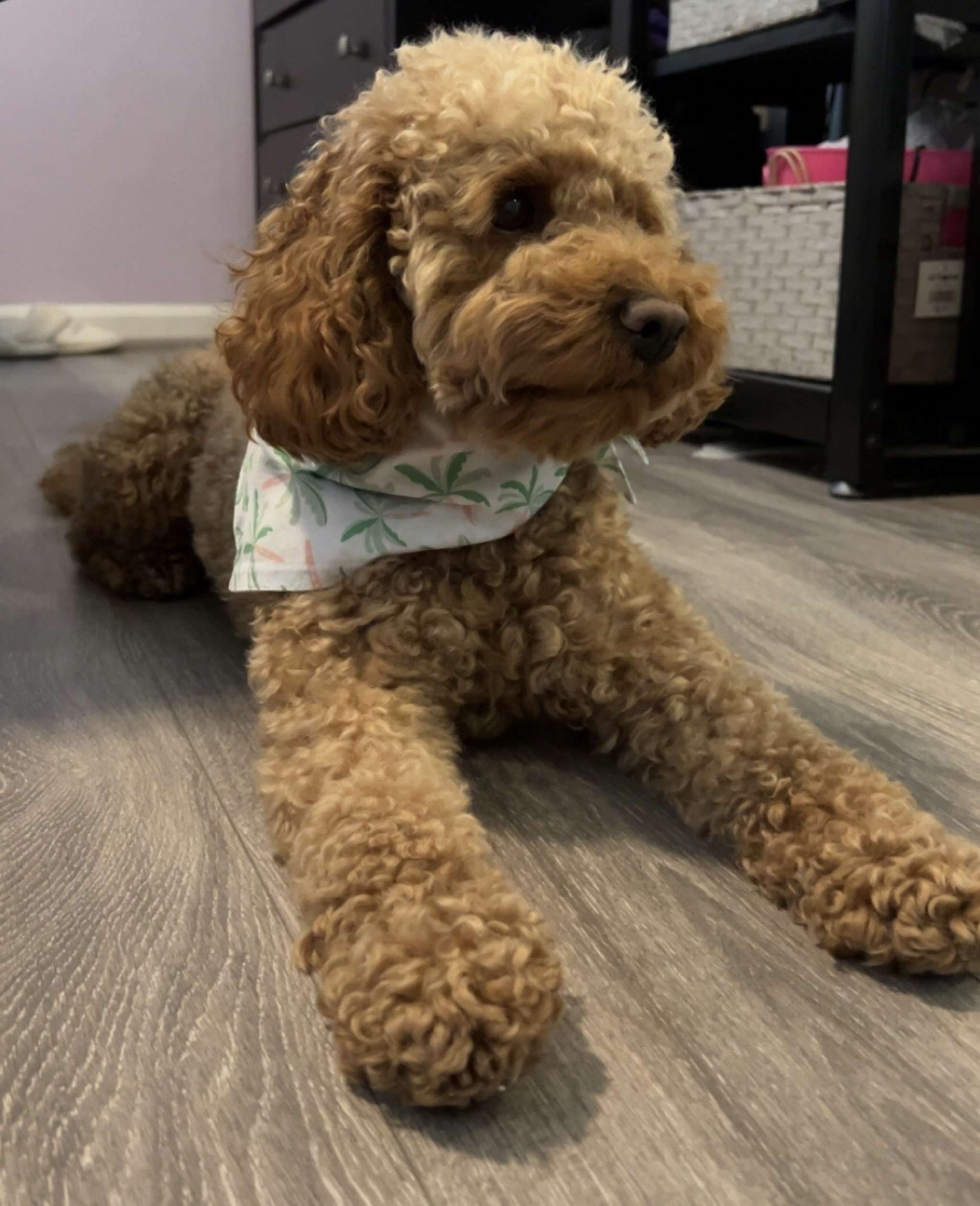 British Cockapoo (F3) - Stud Dog in Maryland, United States | Breed ...