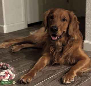 AKC/OFA Dark Red Golden Retriever - Stud Dog in Northern California ...