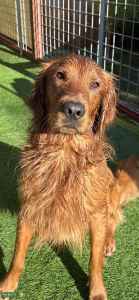 AKC/OFA Dark Red Golden Retriever - Stud Dog in Northern California ...