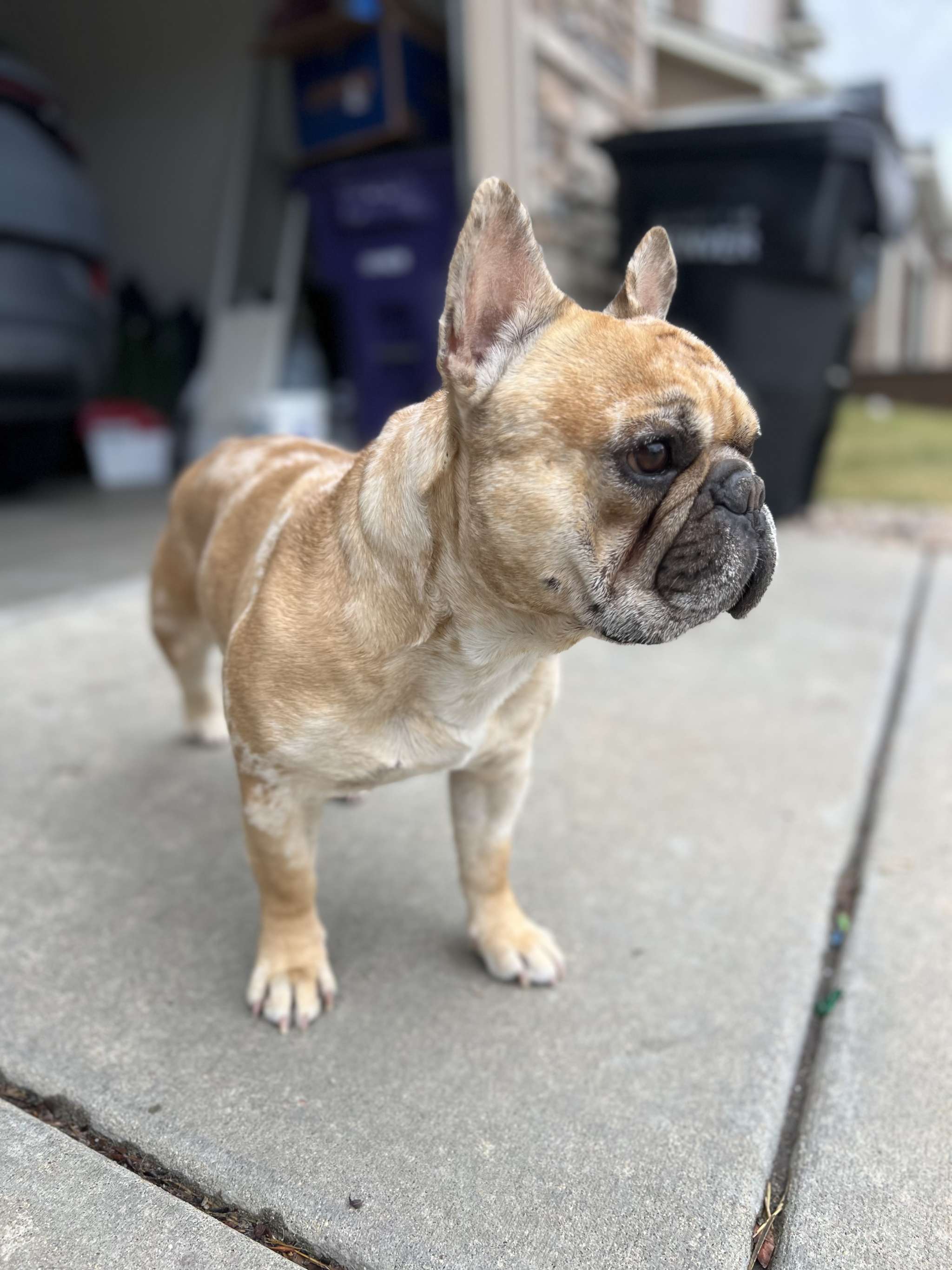 Male frenchies - Stud Dog in Colorado , United States | Breed Your Dog