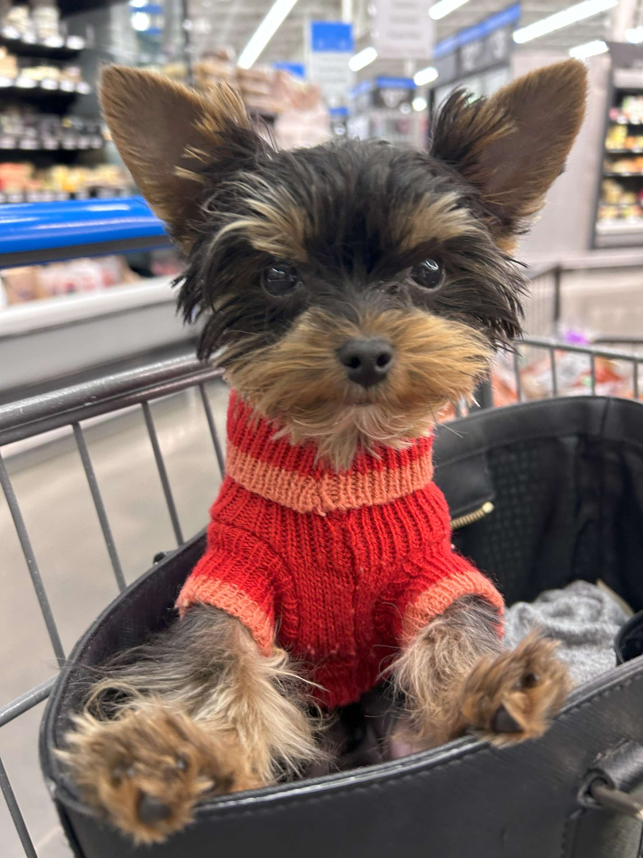 Feisty adorable prince perfect for your lovely princess - Stud Dog in ...