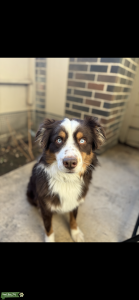 Red Tri Mini Aussie Stud - Stud Dog in Oklahoma, United States | Breed ...