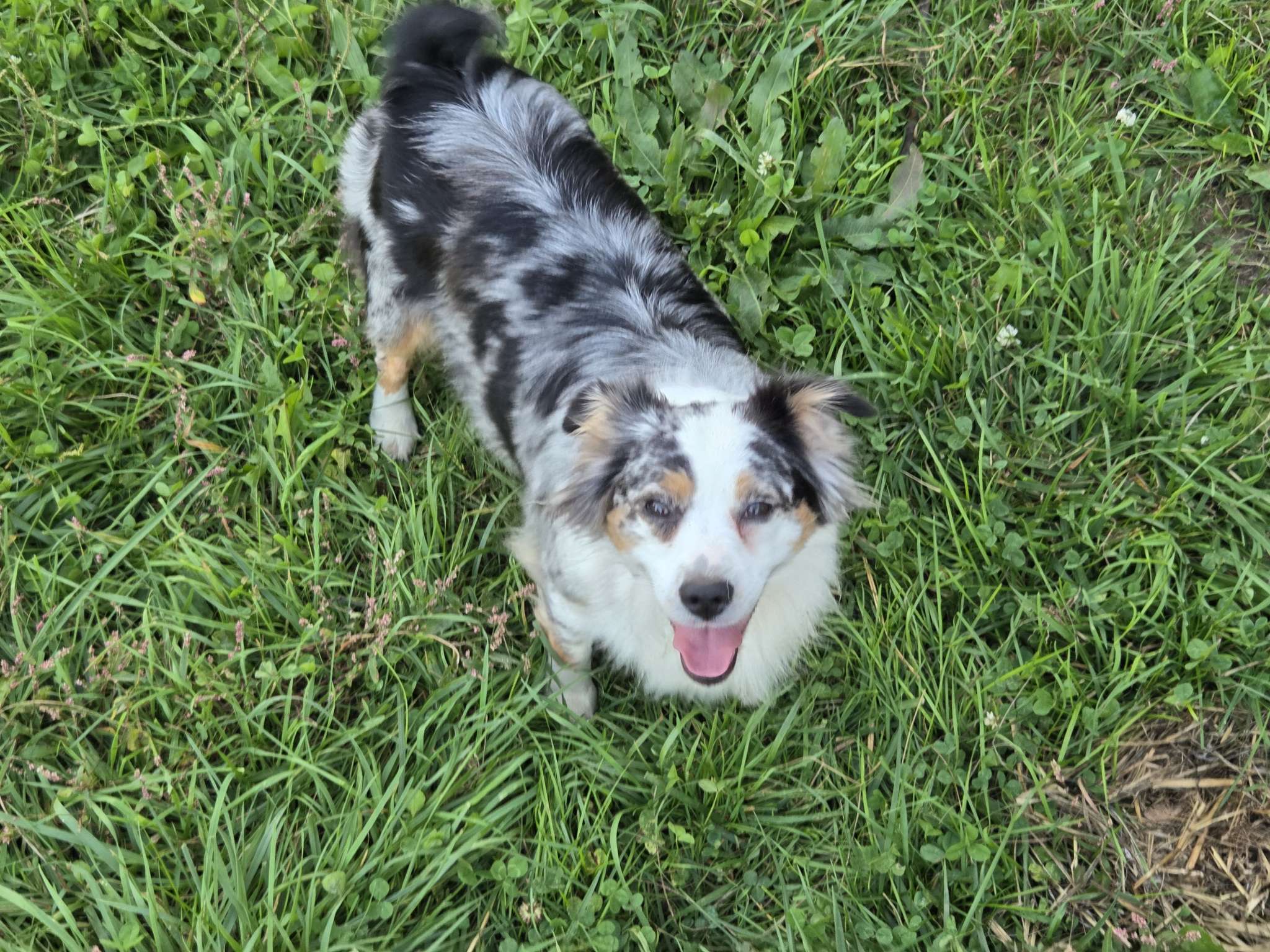 Tri Blue Merle with Copper Points - Stud Dog in WI, United States ...