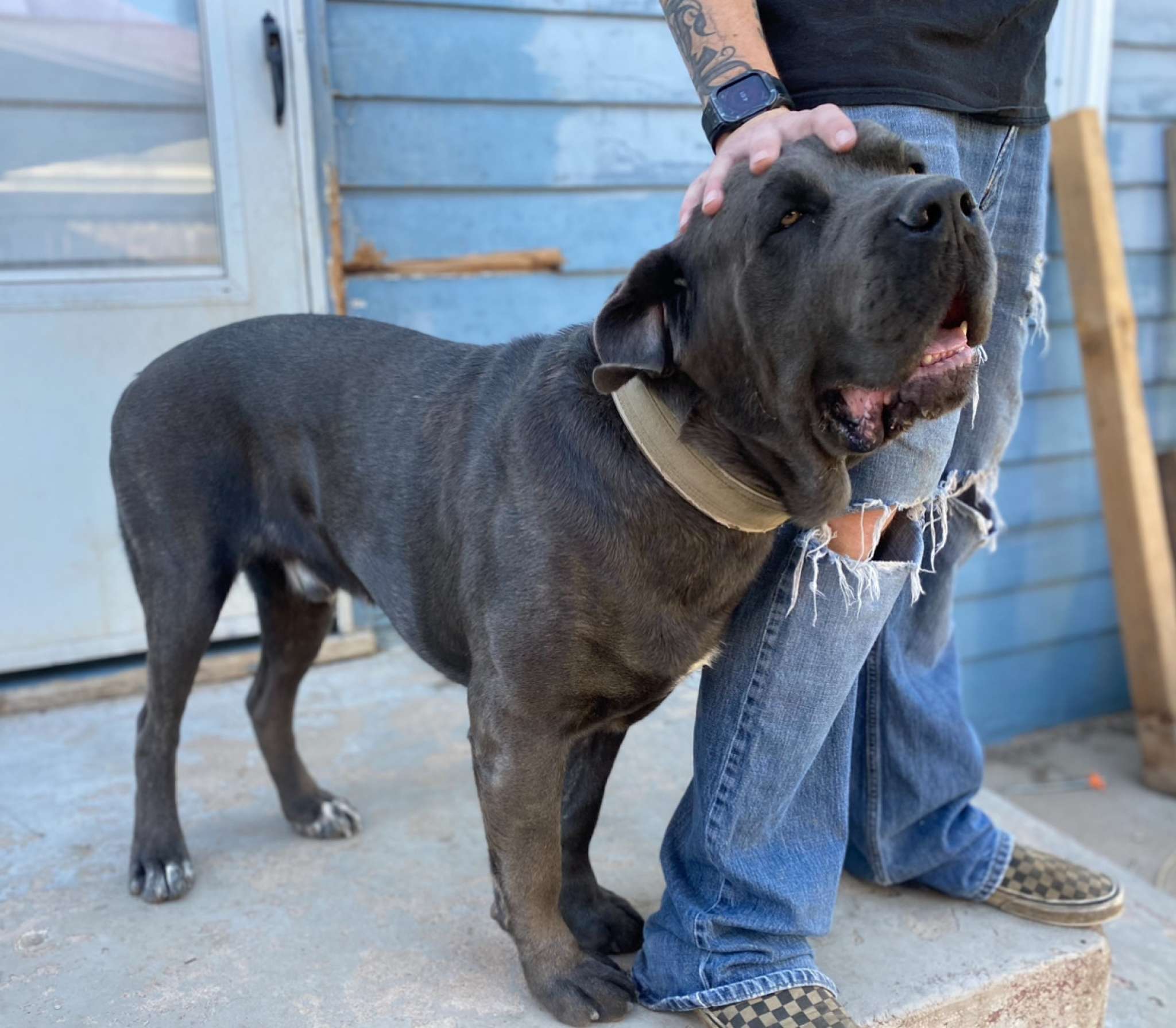 AKC/ICCF Cane Corso - Stud Dog in Alabama , United States | Breed Your Dog