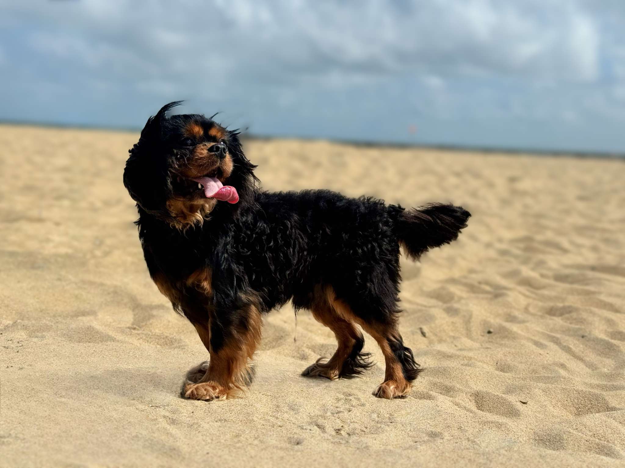 AKC • ACA • APRI Registered Studs Available - Stud Dog in Virginia ...