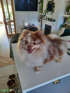 Stud Dogs the United Kingdom | Breed Your Dog