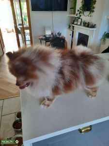 Lilac Merle pomeranian - Stud Dog in Southampton, United Kingdom ...