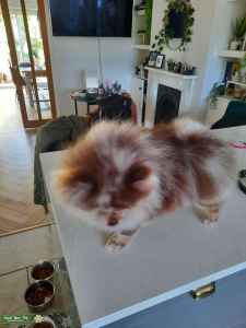 Lilac Merle pomeranian - Stud Dog in Southampton, United Kingdom ...