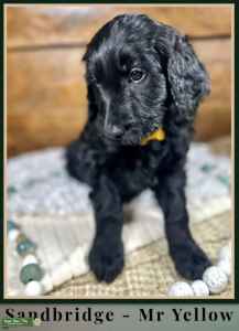 What's the best thing about 2026? Goldendoodle Puppy Snuggles! Pick up ...