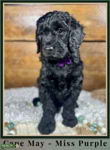 What's the best thing about 2026? Goldendoodle Puppy Snuggles! Pick up ...
