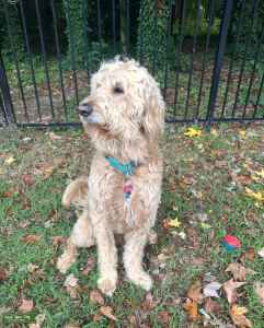 What's the best thing about 2026? Goldendoodle Puppy Snuggles! Pick up ...