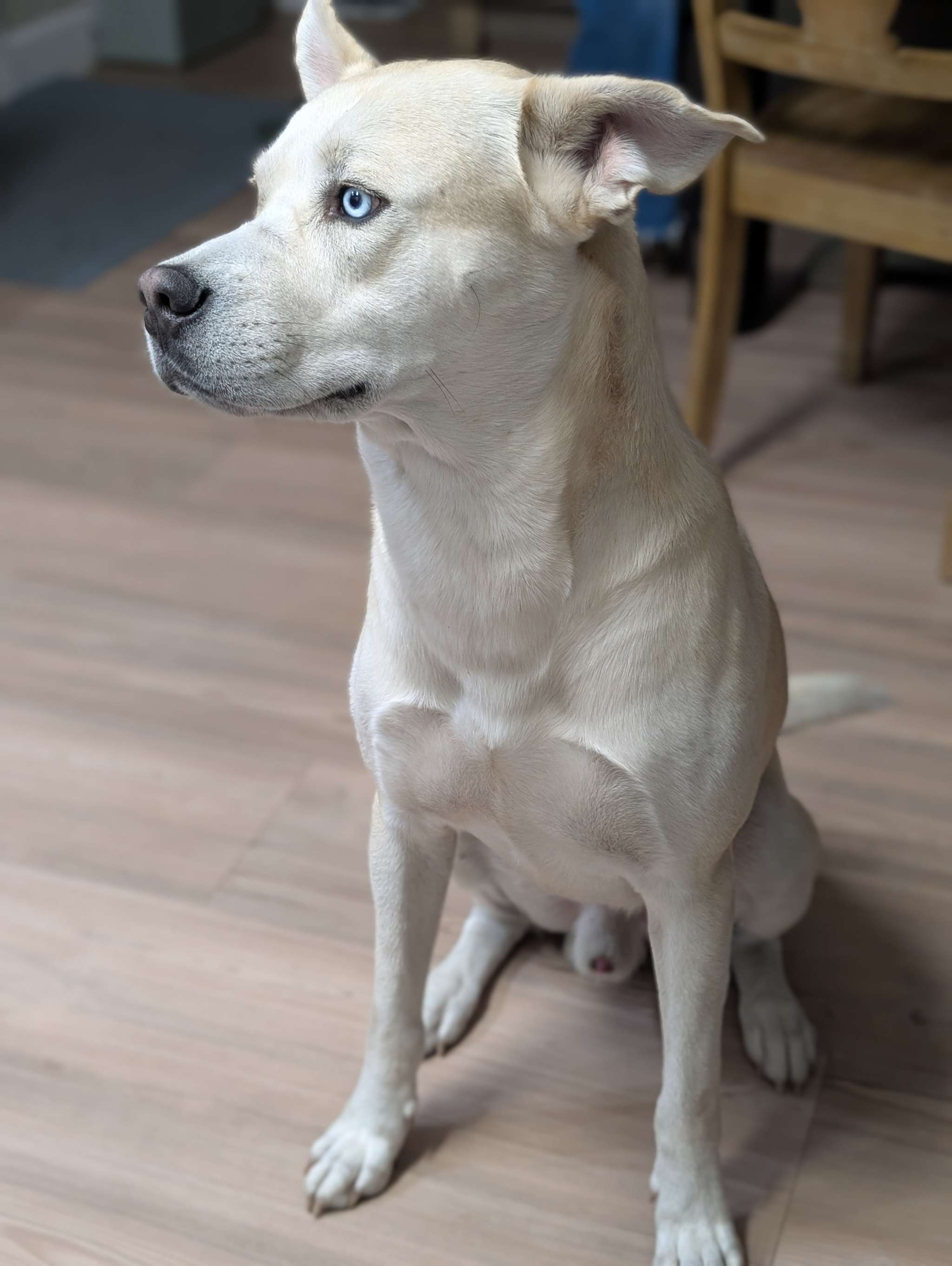 Handsome Husky Pit - Stud Dog in Florida, United States | Breed Your Dog