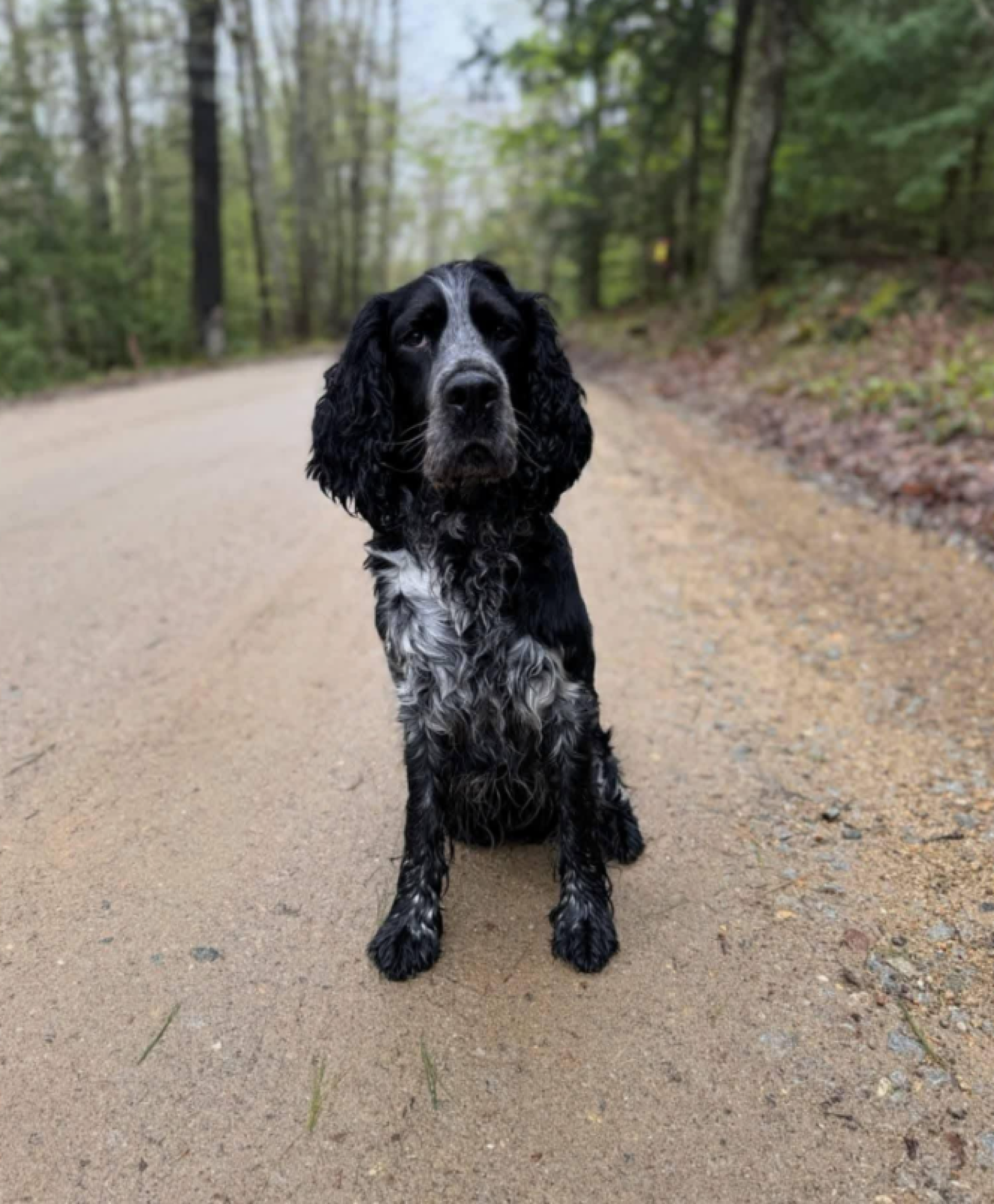AKC & OFA Heath Tested English Springer Spaniel Stud - Stud Dog in New ...