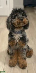 Stud Dogs the United States | Breed Your Dog