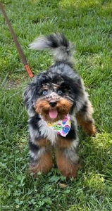 Blue Phantom Merle Cavapoo - Stud Dog in South Carolina, United States ...