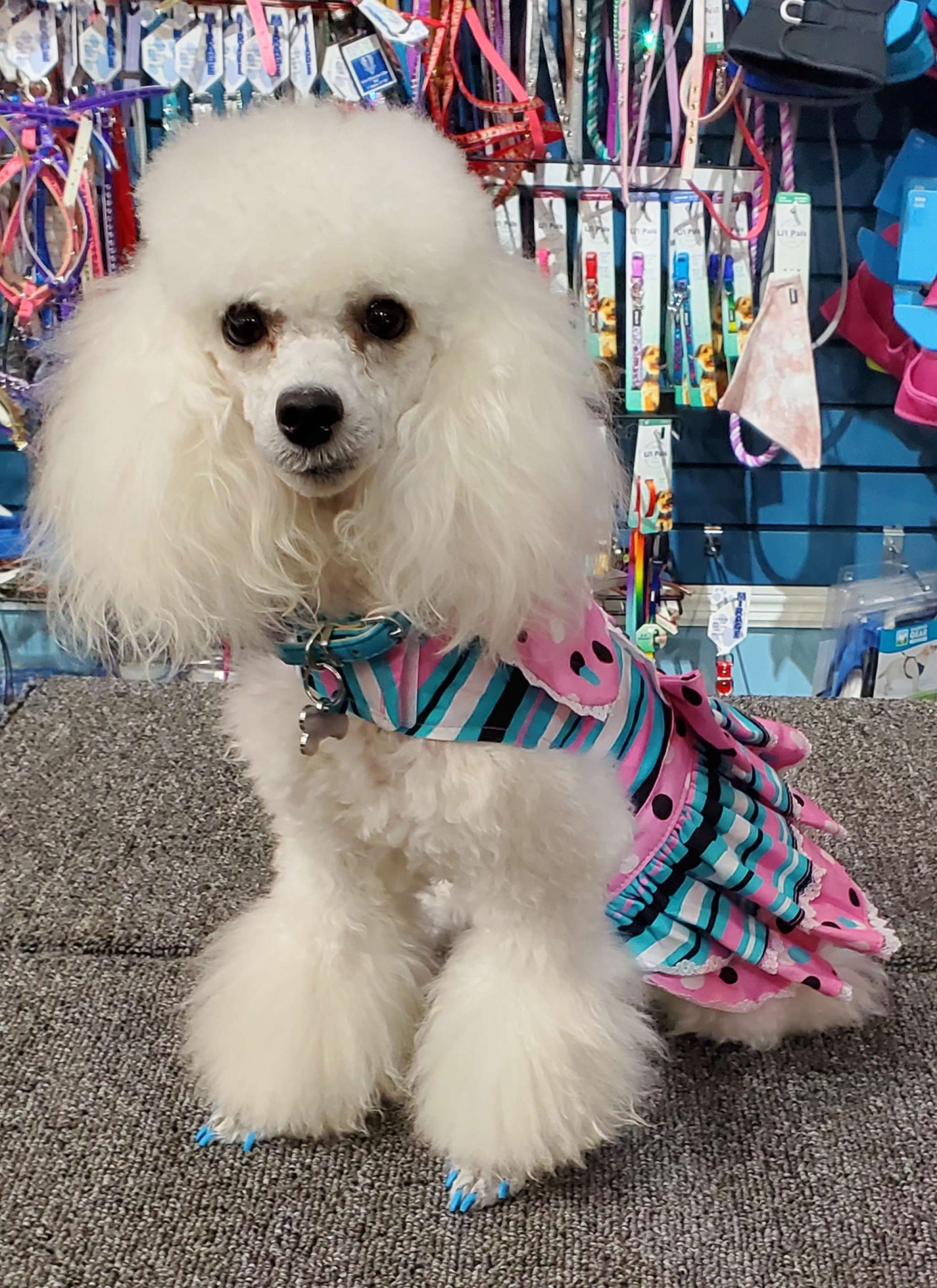 Bitch - Stud Dog in Florida, United States | Breed Your Dog