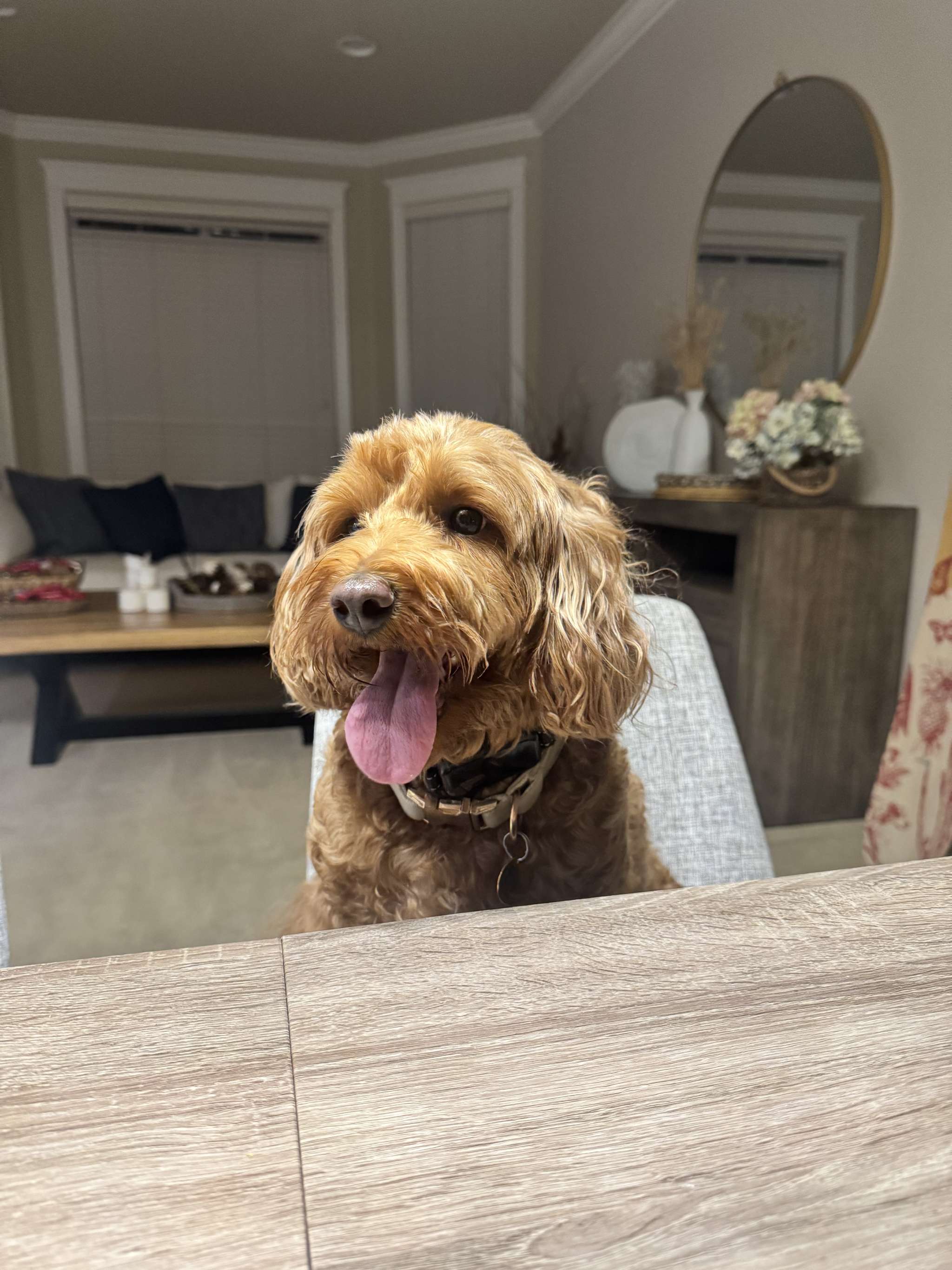 Female Mini-Goldendoodle Looking For a Stud - Stud Dog in Bay Area ...