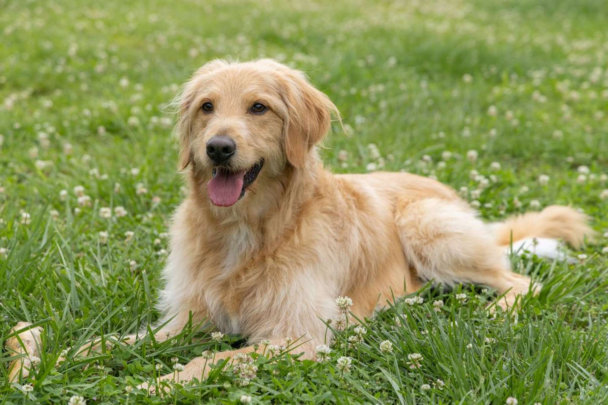 Goldendoodle – No Fee, Pick of Puppy - Stud Dog in Tennessee, United ...