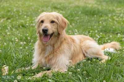 Goldendoodle – No Fee, Pick of Puppy - Stud Dog in Tennessee, United ...